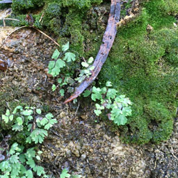 Colours of Karijini - Royalty free textures of Karijini National Park