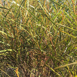 Colours of Karijini - Royalty free textures of Karijini National Park